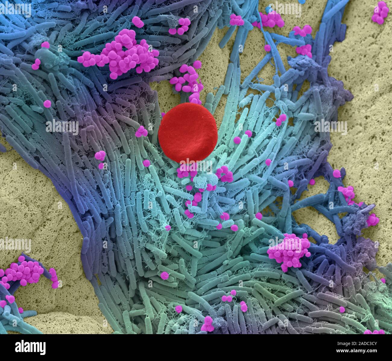 Microbiome. Coloured scanning electron micrograph (SEM) of bacteria ...