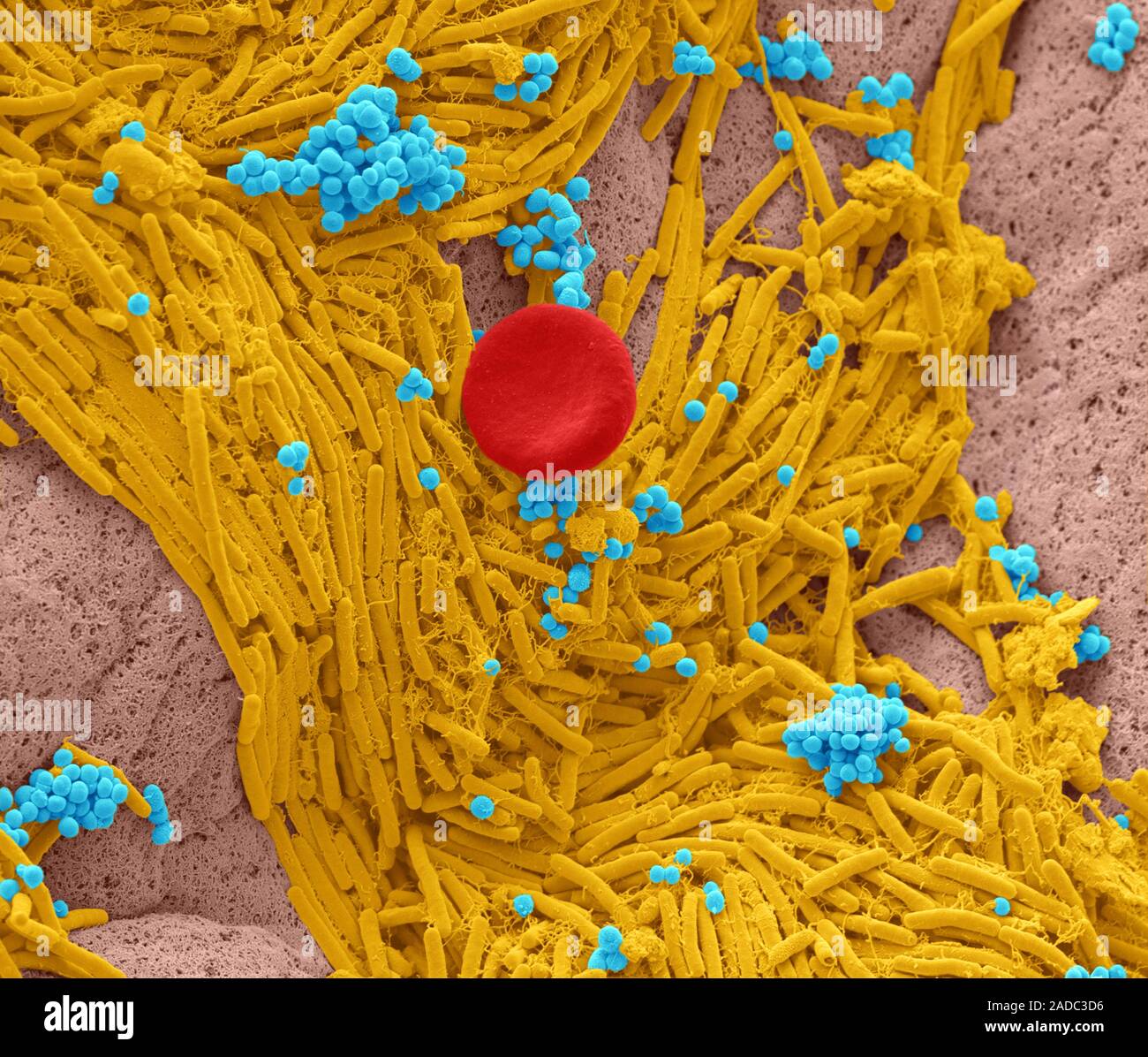 Microbiome. Coloured scanning electron micrograph (SEM) of bacteria ...