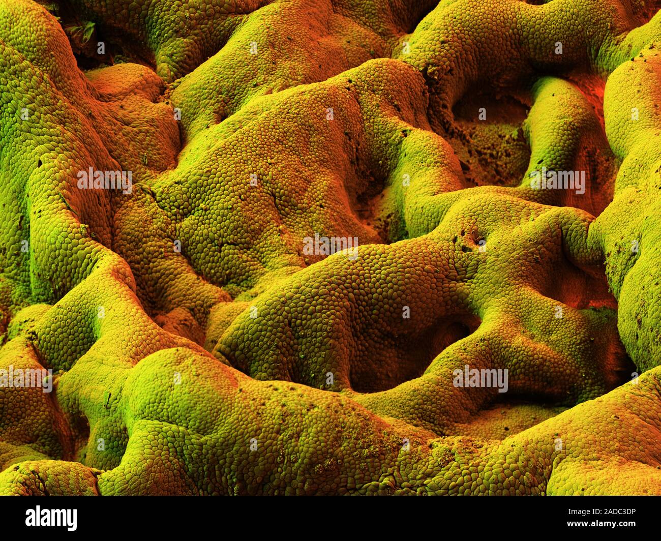 Gallbladder lining. Coloured scanning electron micrograph (SEM) of the ...