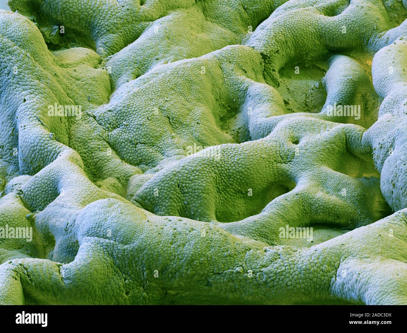 Gallbladder lining. Coloured scanning electron micrograph (SEM) of the ...
