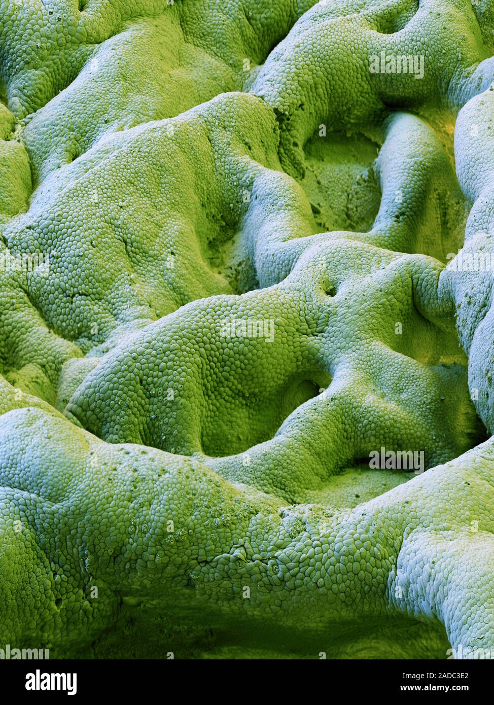 Gallbladder lining. Coloured scanning electron micrograph (SEM) of the ...