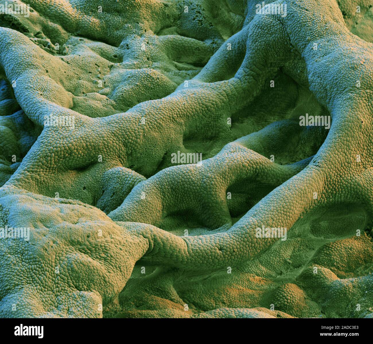 Gallbladder lining. Coloured scanning electron micrograph (SEM) of the ...