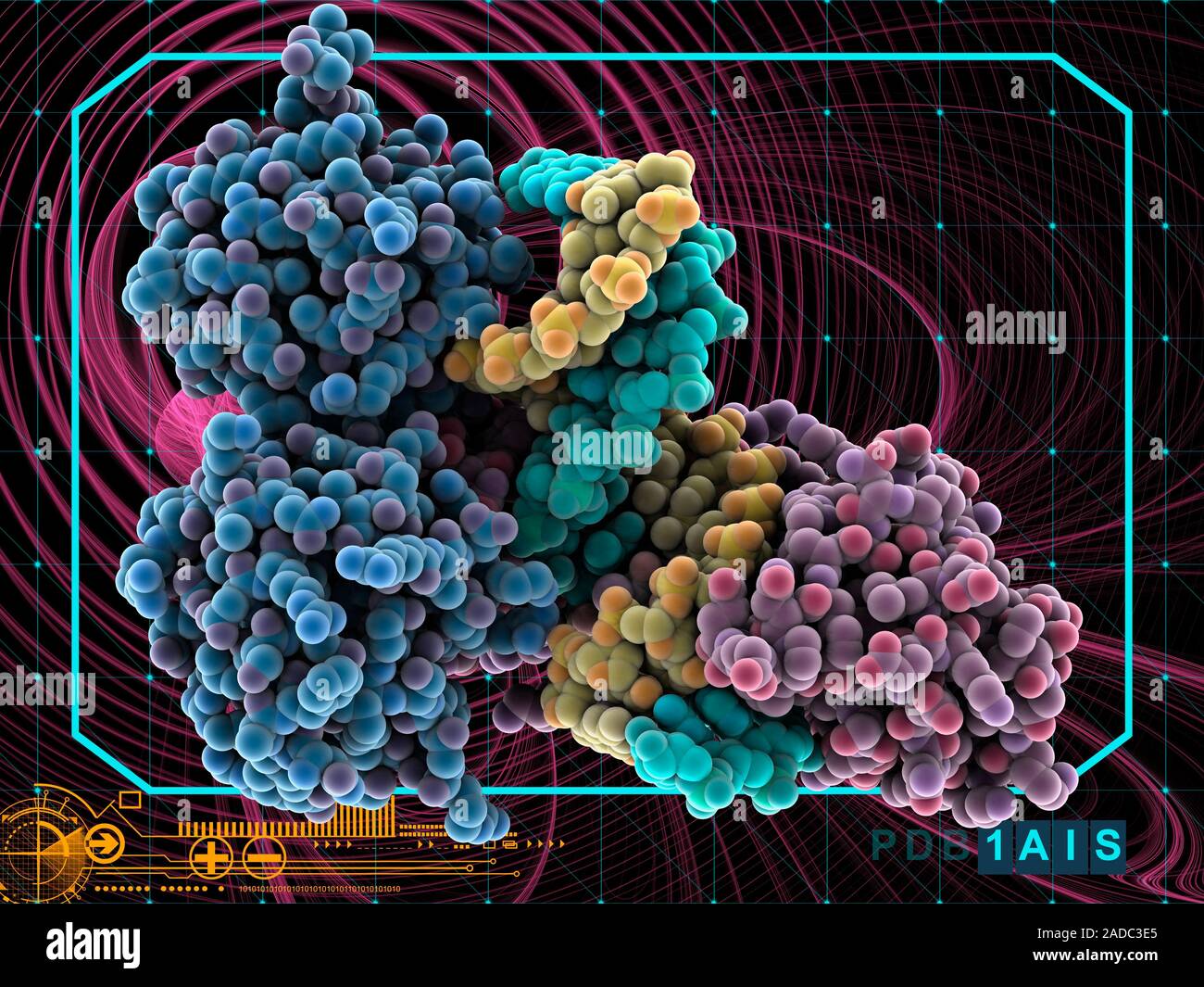 TATA box-binding protein complex. Molecular model showing a TATA box ...