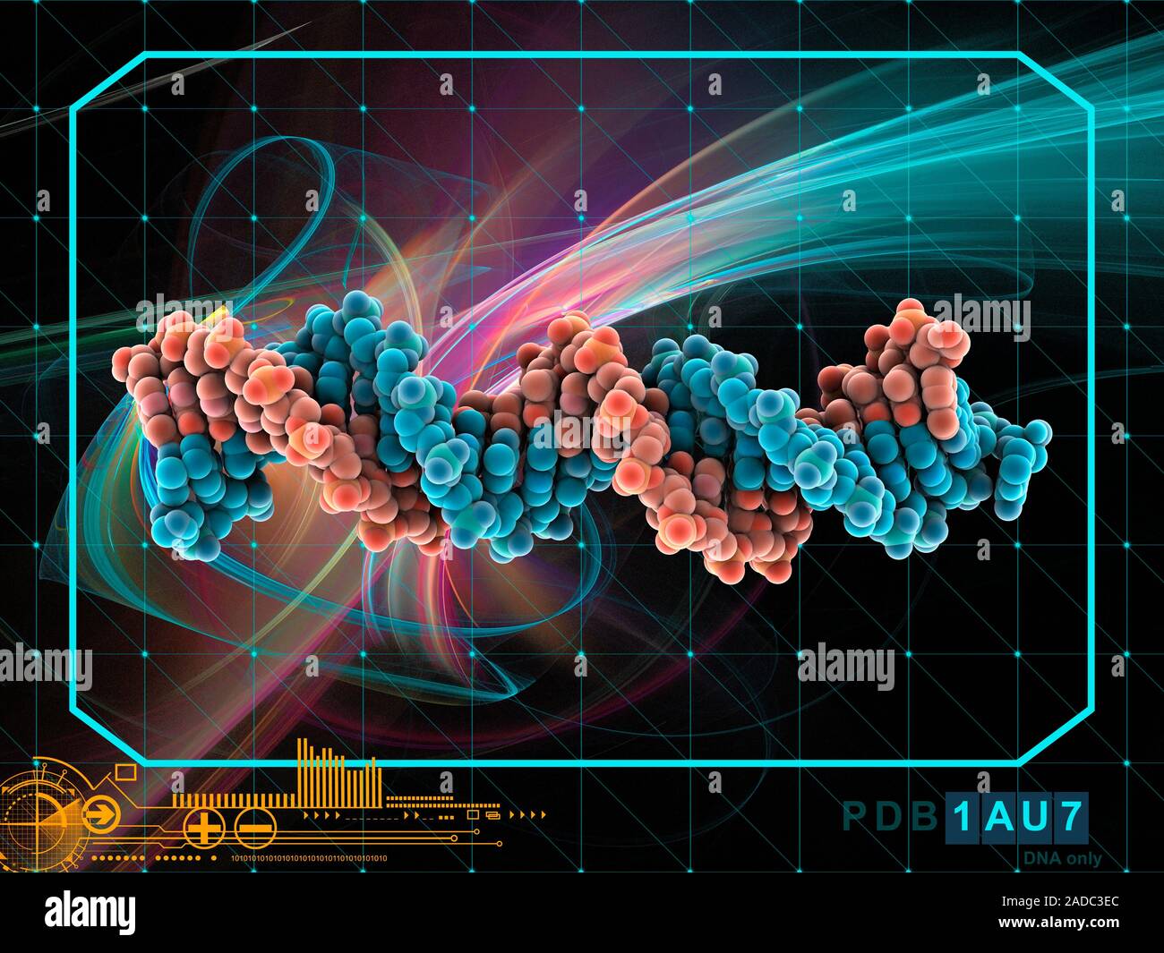 Molecular model of a double stranded DNA (deoxyribonucleic acid ...