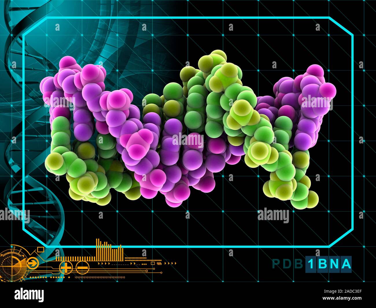 B-DNA molecule. Computer model showing the B structure of a DNA ...
