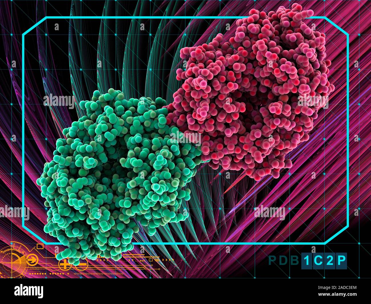 Hepatitis C polymerase enzyme, molecular model. This protein is the ...