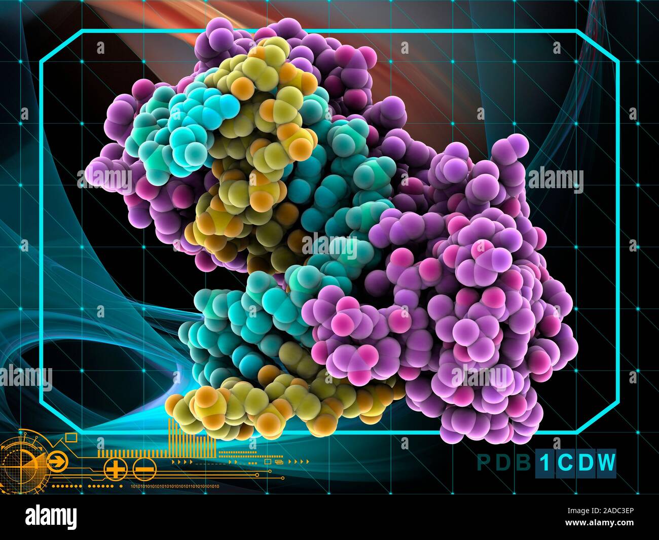 TATA box-binding protein complex. Molecular model showing a TATA box ...
