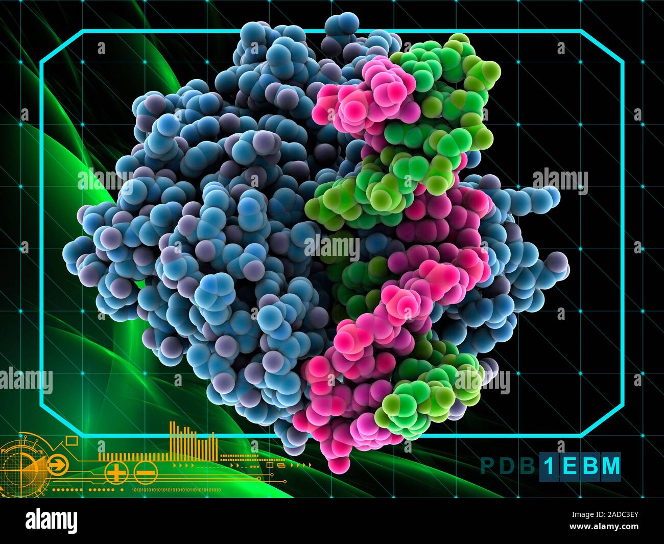 Oxoguanine glycosylase complex. Computer model showing an 8-Oxoguanine ...