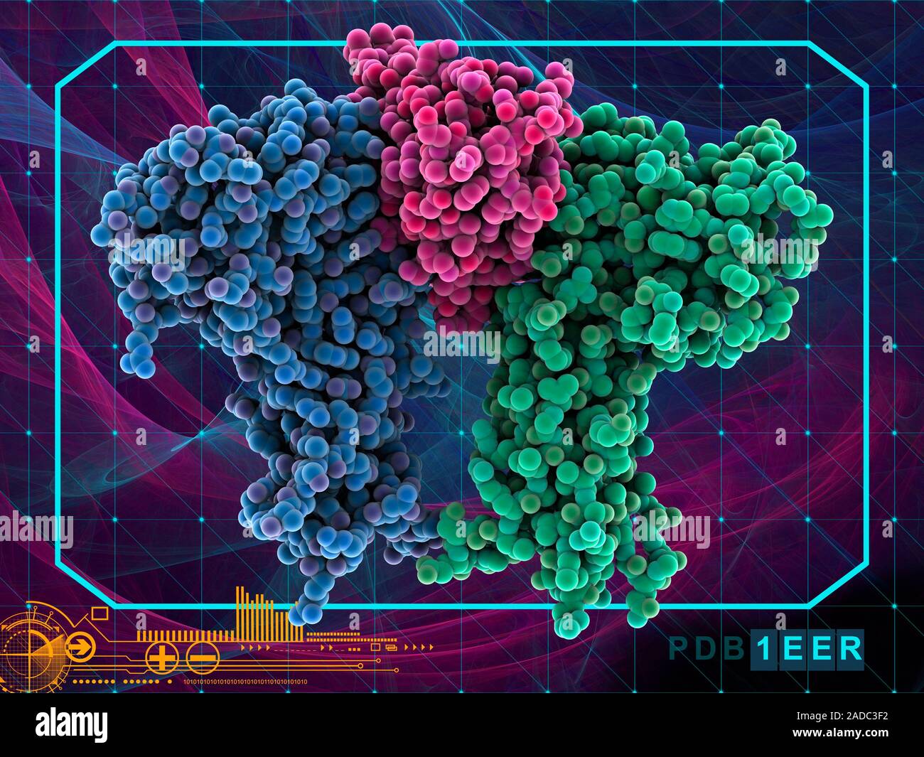 Erythropoietin bound to receptors. Molecular model showing the human ...