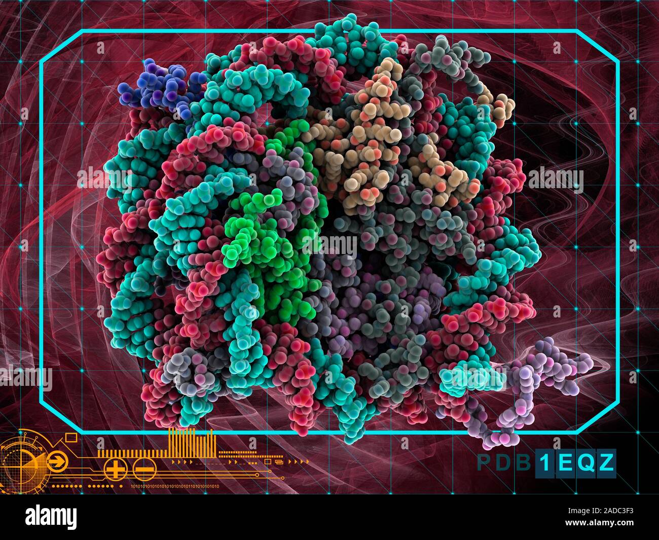DNA nucleosome, molecular model. A nucleosome is a complex of DNA ...