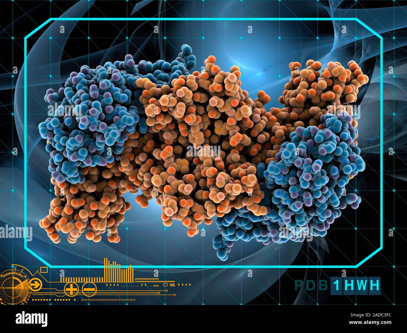Human growth hormone (hGH) complexed with receptor. Molecular model ...