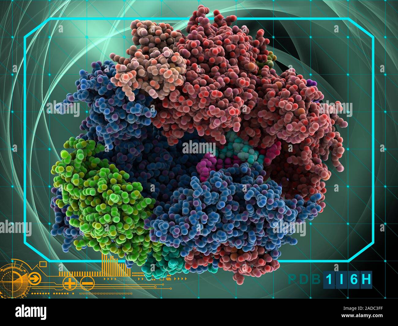 RNA polymerase II elongation complex. Computer model showing yeast RNA ...