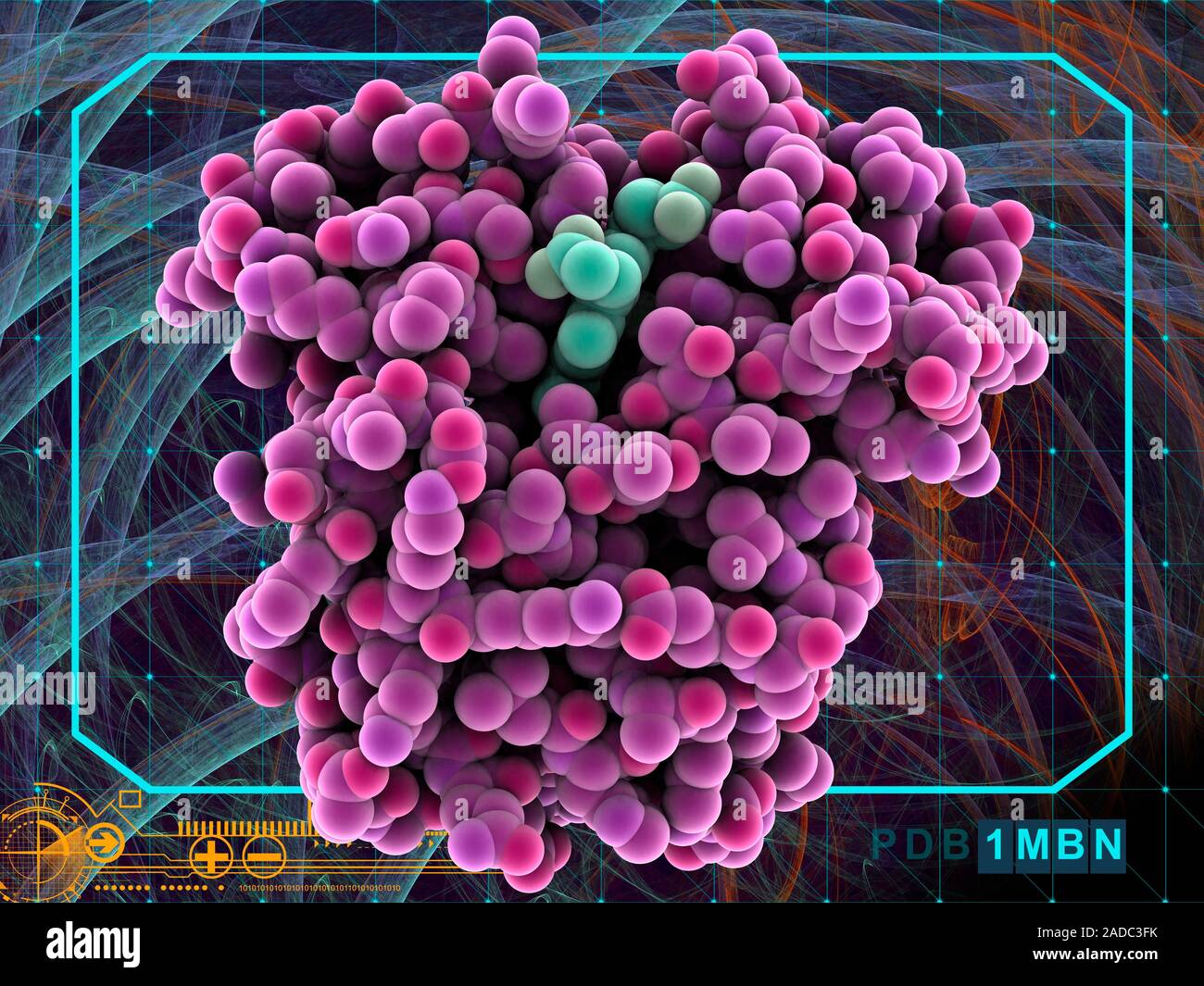 Myoglobin molecule. Computer model showing the structure of a myoglobin ...