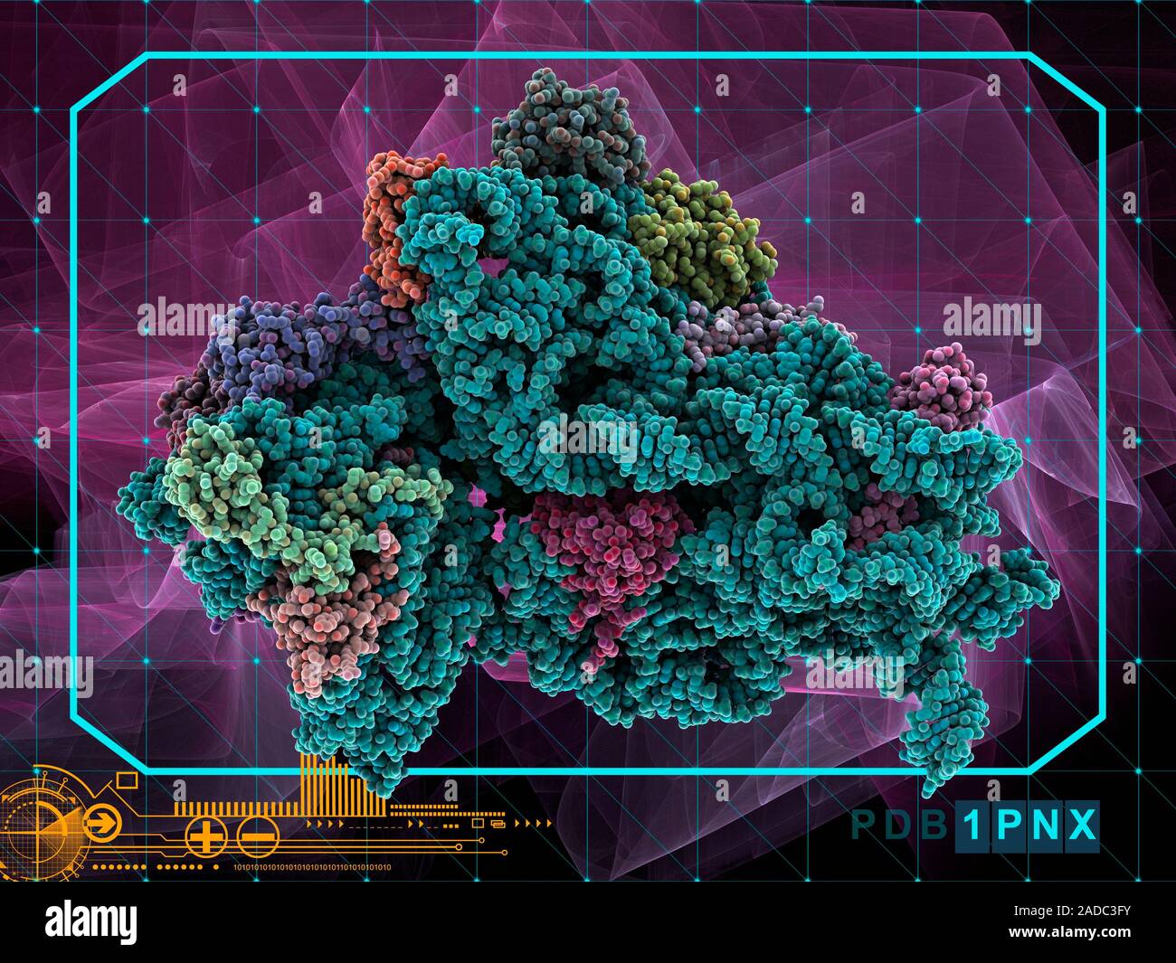 Bacterial ribosome. Molecular model showing the structure of a 30S ...