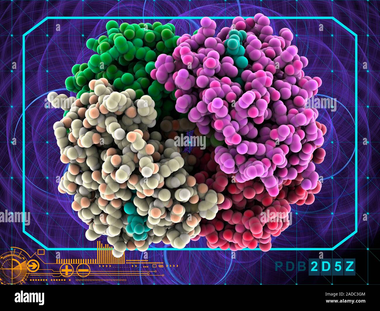 Human haemoglobin, molecular model. This molecule transports oxygen ...