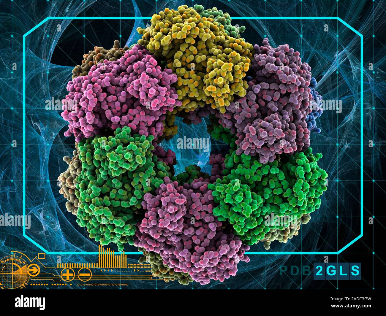 Glutamine synthetase enzyme, molecular model. This ligase enzyme forms ...