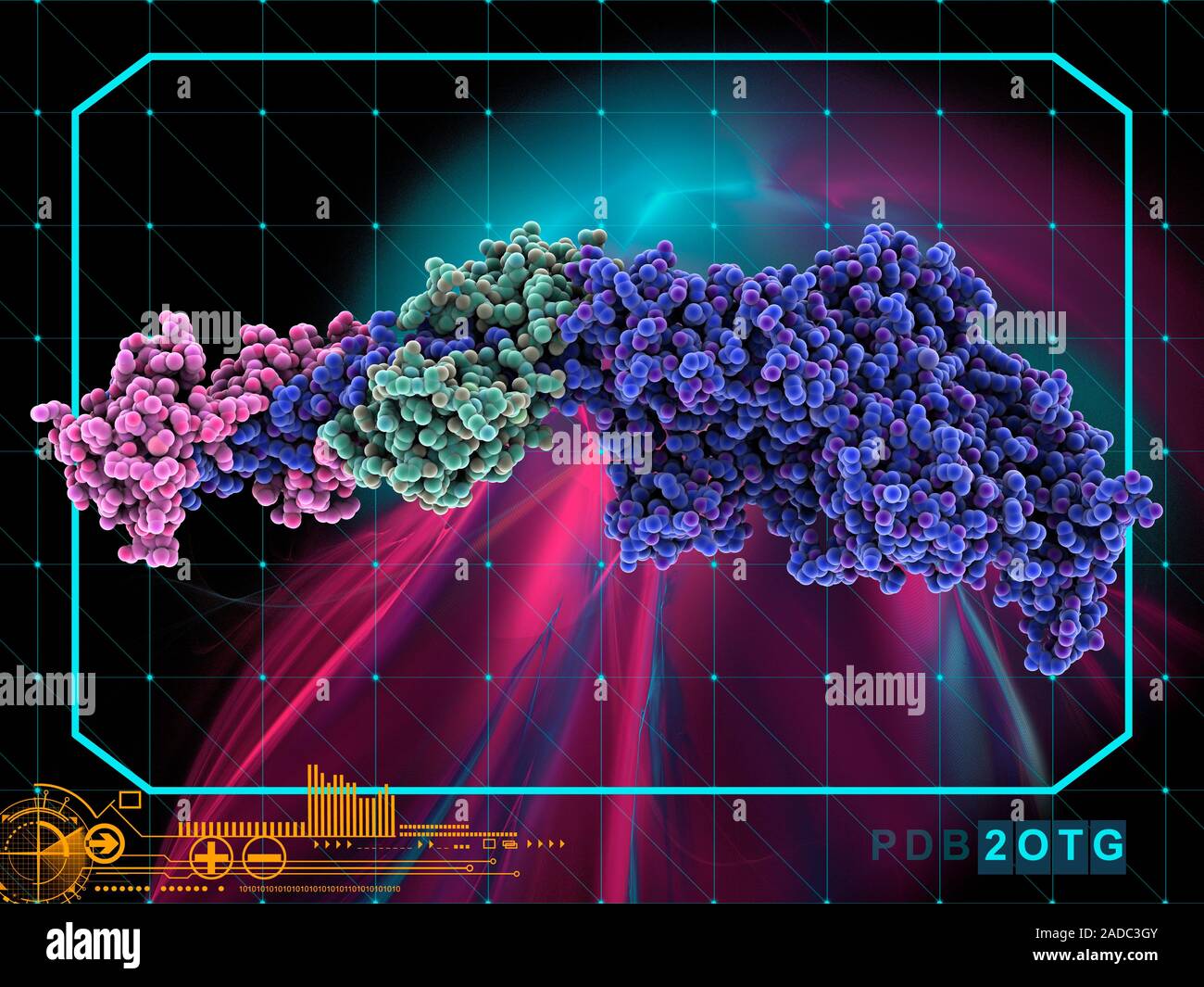 Myosin molecular motor protein. Computer model showing the structure of ...