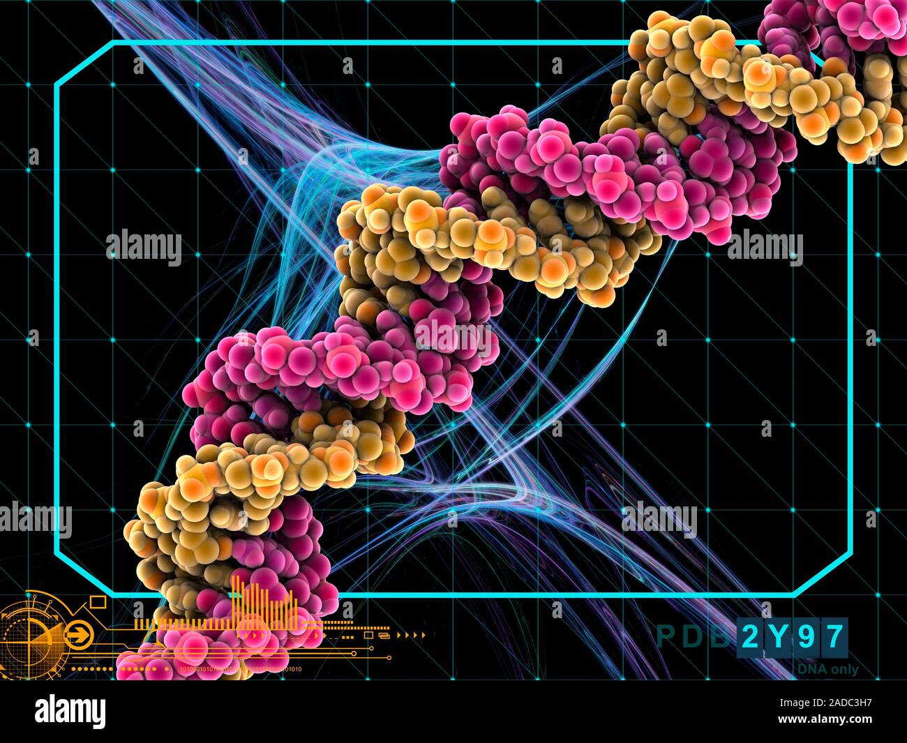 Molecular model of a double stranded yeast DNA (deoxyribonucleic acid ...