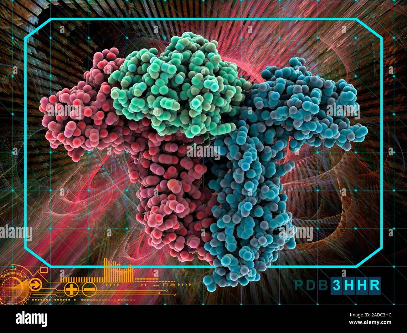 Human growth hormone. Molecular model of human growth hormone (hGH ...