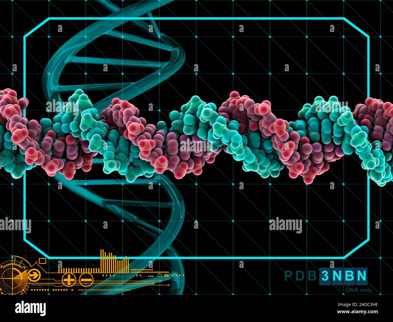 B Dna Molecule Computer Model Showing The B Structure Of A Dna Deoxyribonucleic Acid Molecule