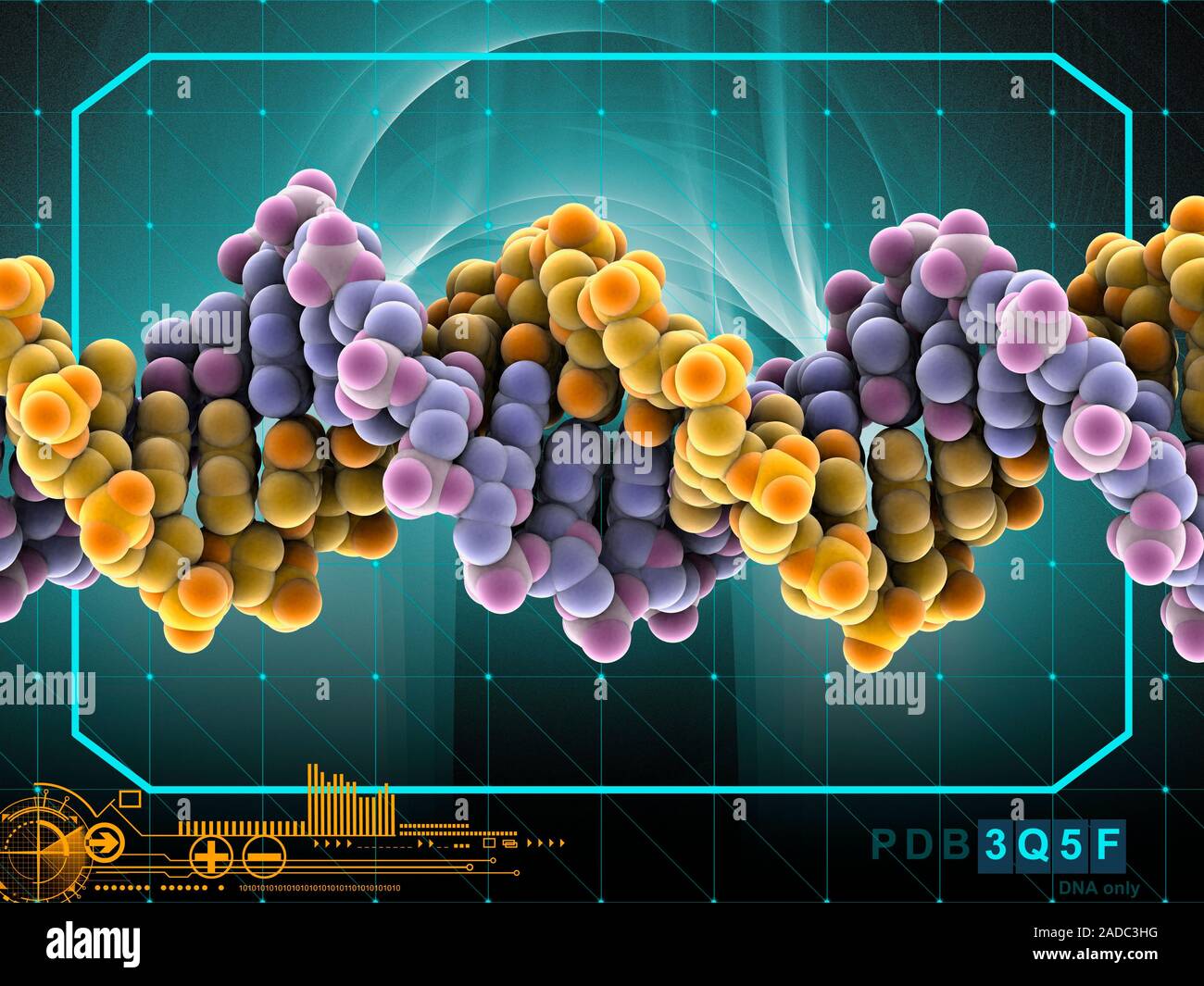 Molecular model of a double stranded DNA (deoxyribonucleic acid ...