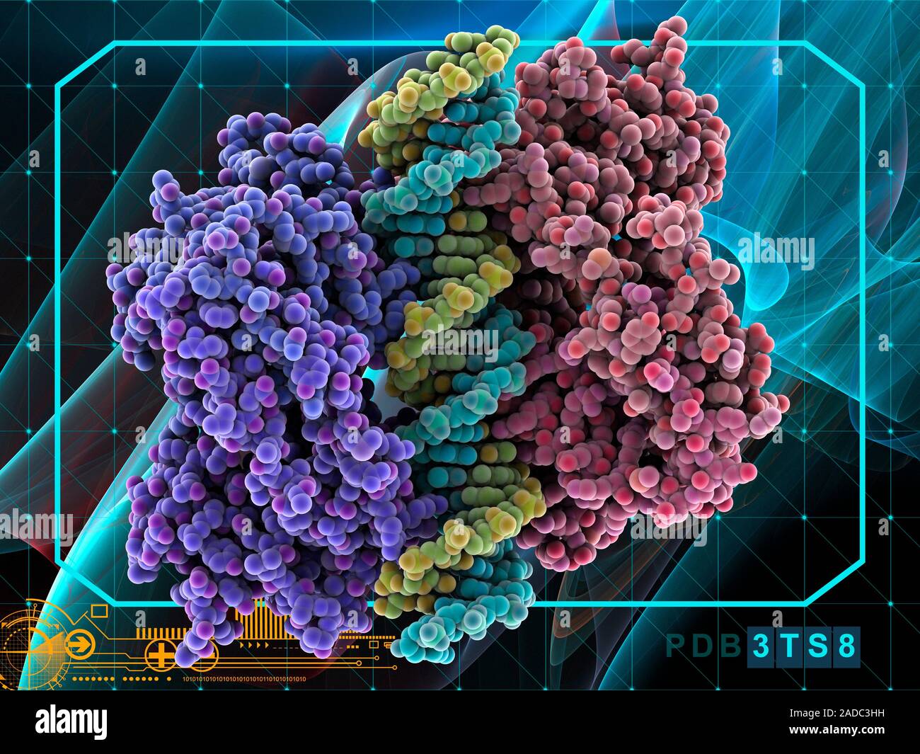 Tumour suppressor protein p53 and DNA. Molecular model of the tumour ...