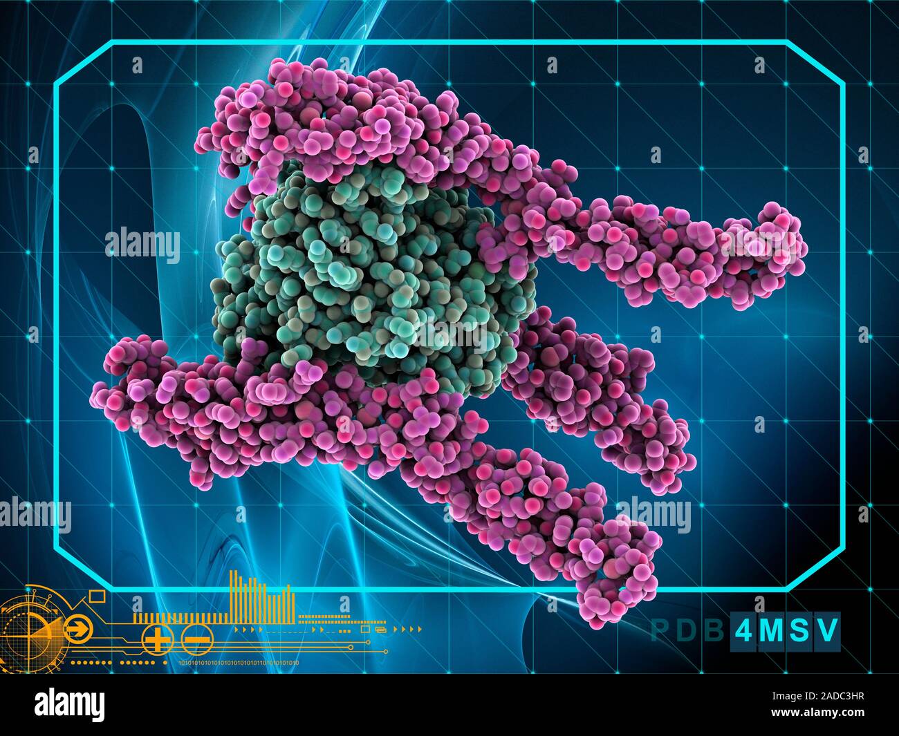 Human Fas ligand (FasL) complexed with receptor DcR3. Molecular model ...