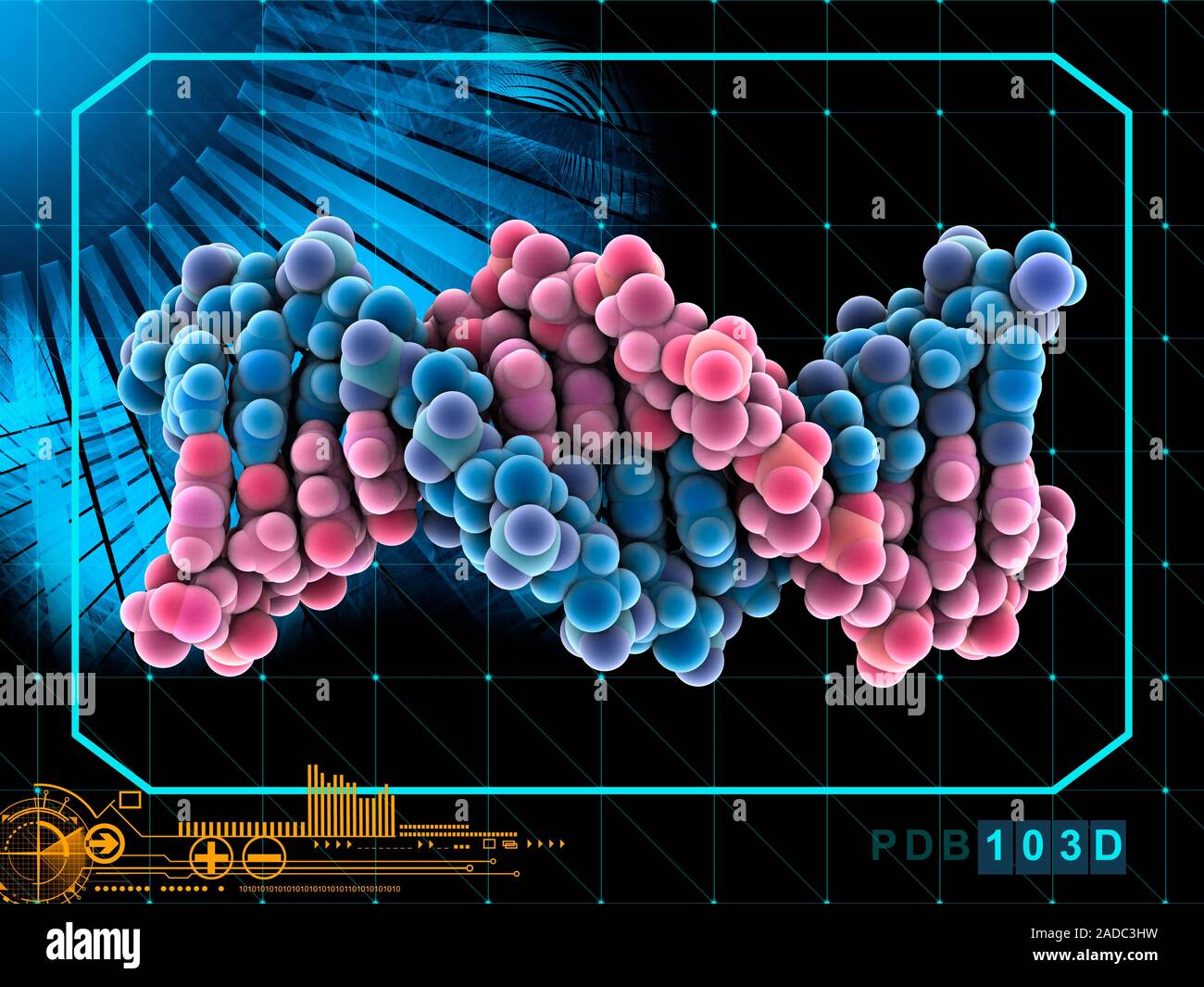 Molecular model of a double stranded human DNA (deoxyribonucleic acid ...
