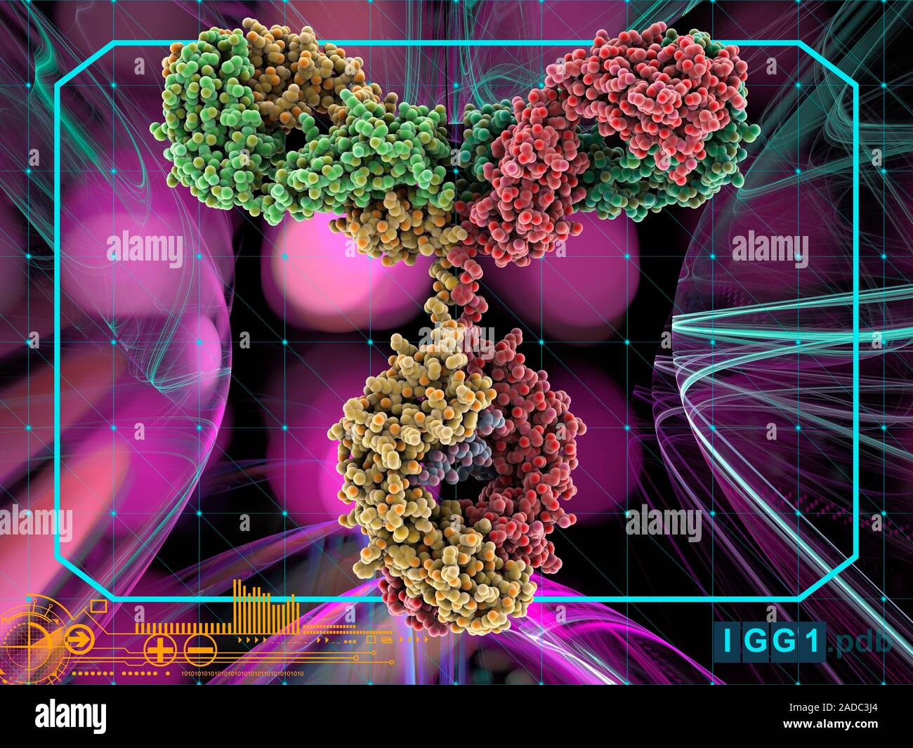 Immunoglobulin G antibody molecule. Computer model of the secondary ...