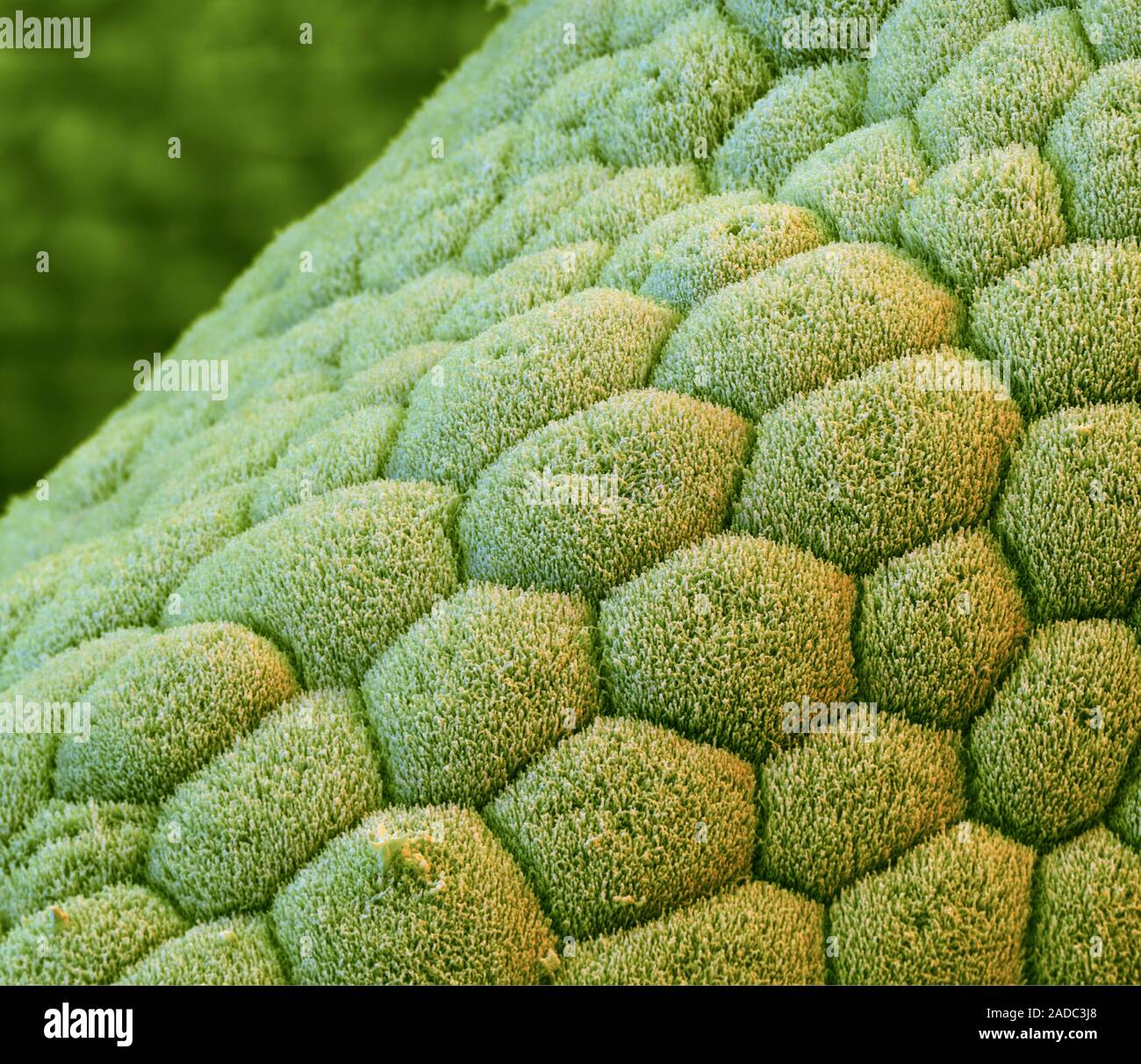 Gallbladder epithelial cells. Coloured scanning electron micrograph ...