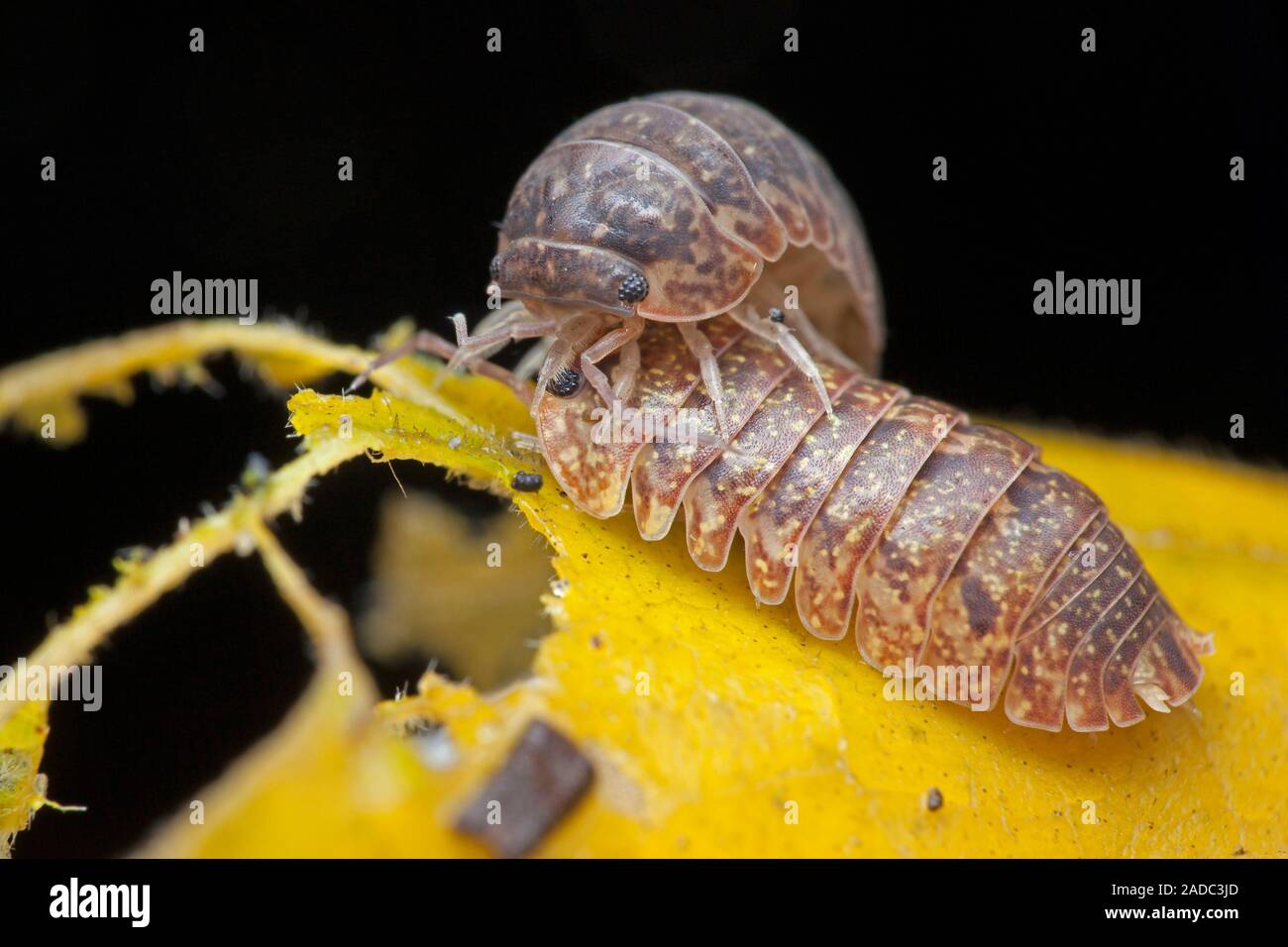 Woodlice courtship. Male and female woodlice (order Isopoda) performing ...