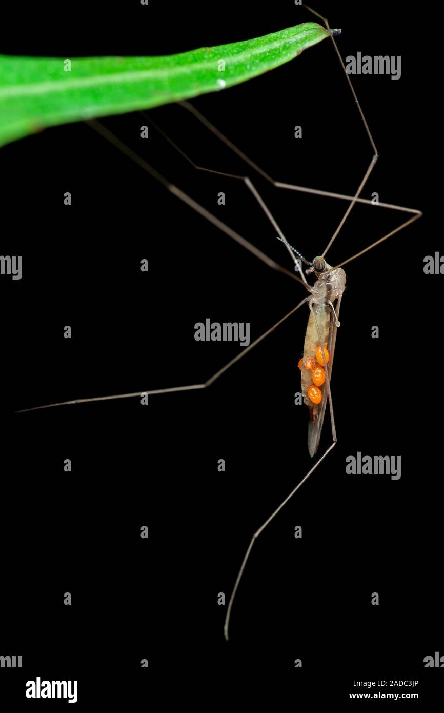 Mites on crane fly. Parasitic mites (family Acari, orange) feeding on ...