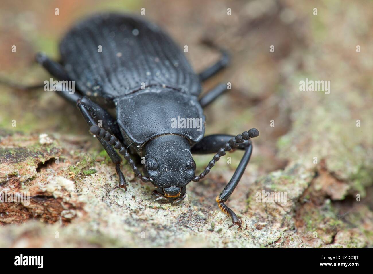 Black beetle. Close-up of a black beetle (family Coleoptera), showing ...