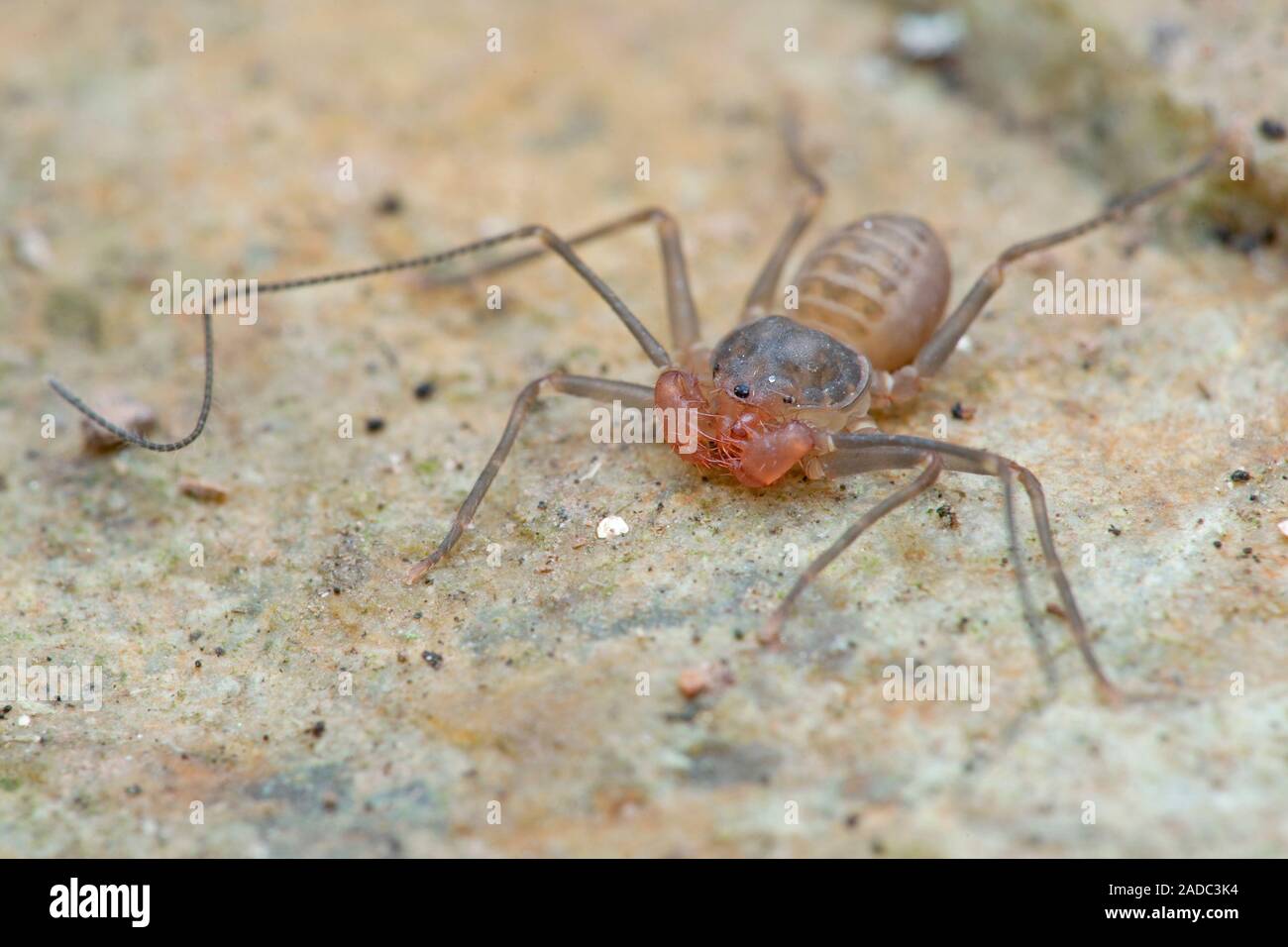 Whip spider. Whip spiders, or tailless whip scorpions, are arachnids ...
