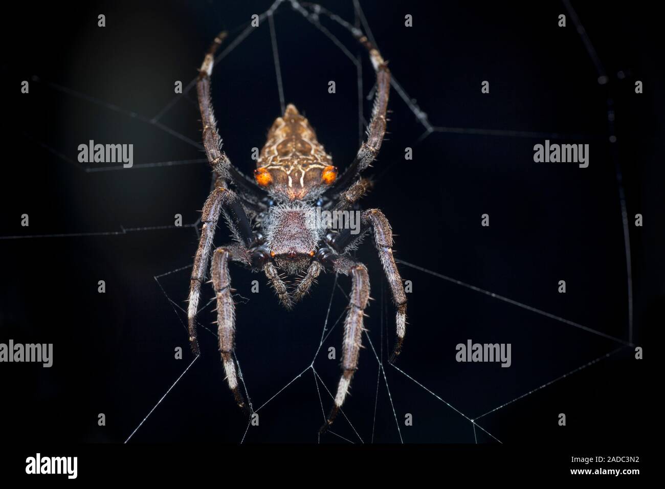 Orb-weaver spider on its web. Orb-weavers (family Araneidae) are the ...