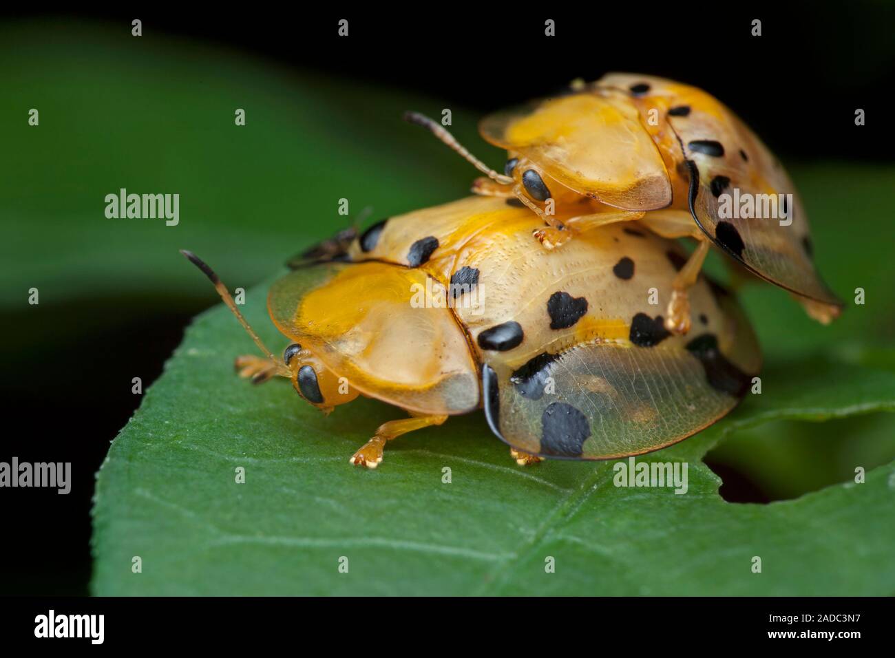 Tortoise beetles mating. Tortoise beetle (subfamily Cassidinae) are ...