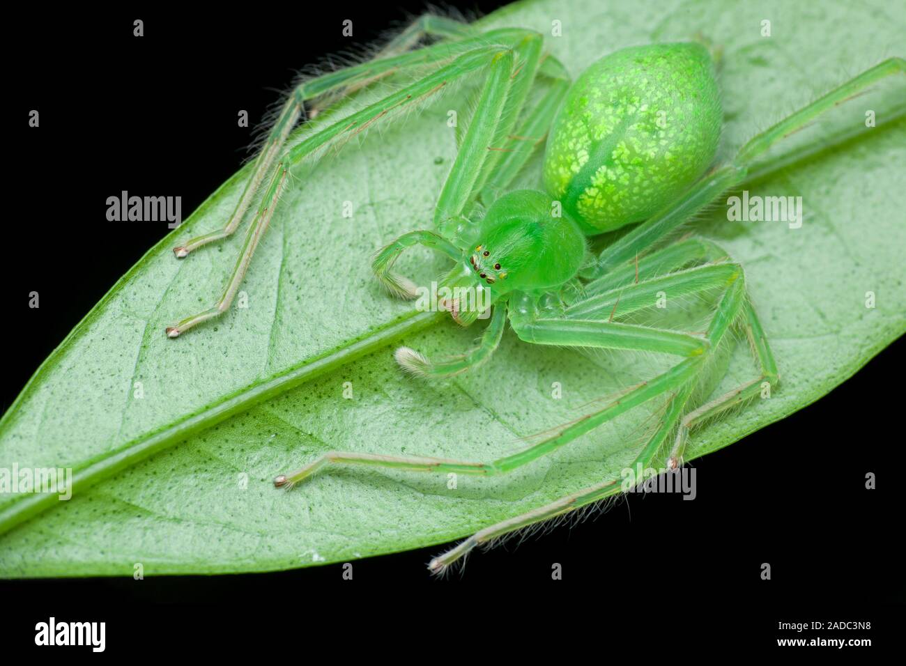 Huntsman spider (Gnathopalystes sp.). Close-up of a huntsman spider ...