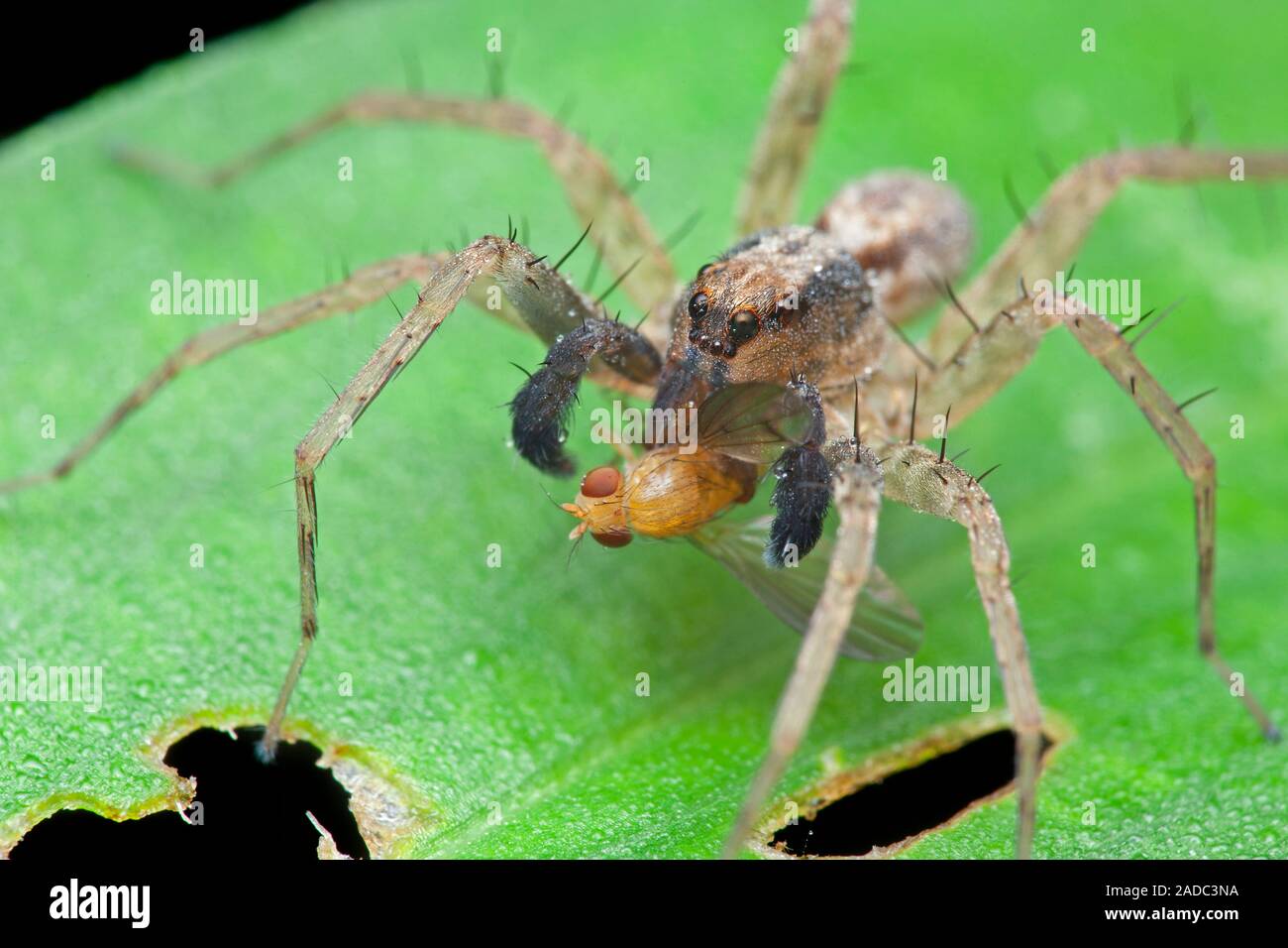 Wolf spider with prey. Wolf spider (family Lycosidae) with a fly it has ...