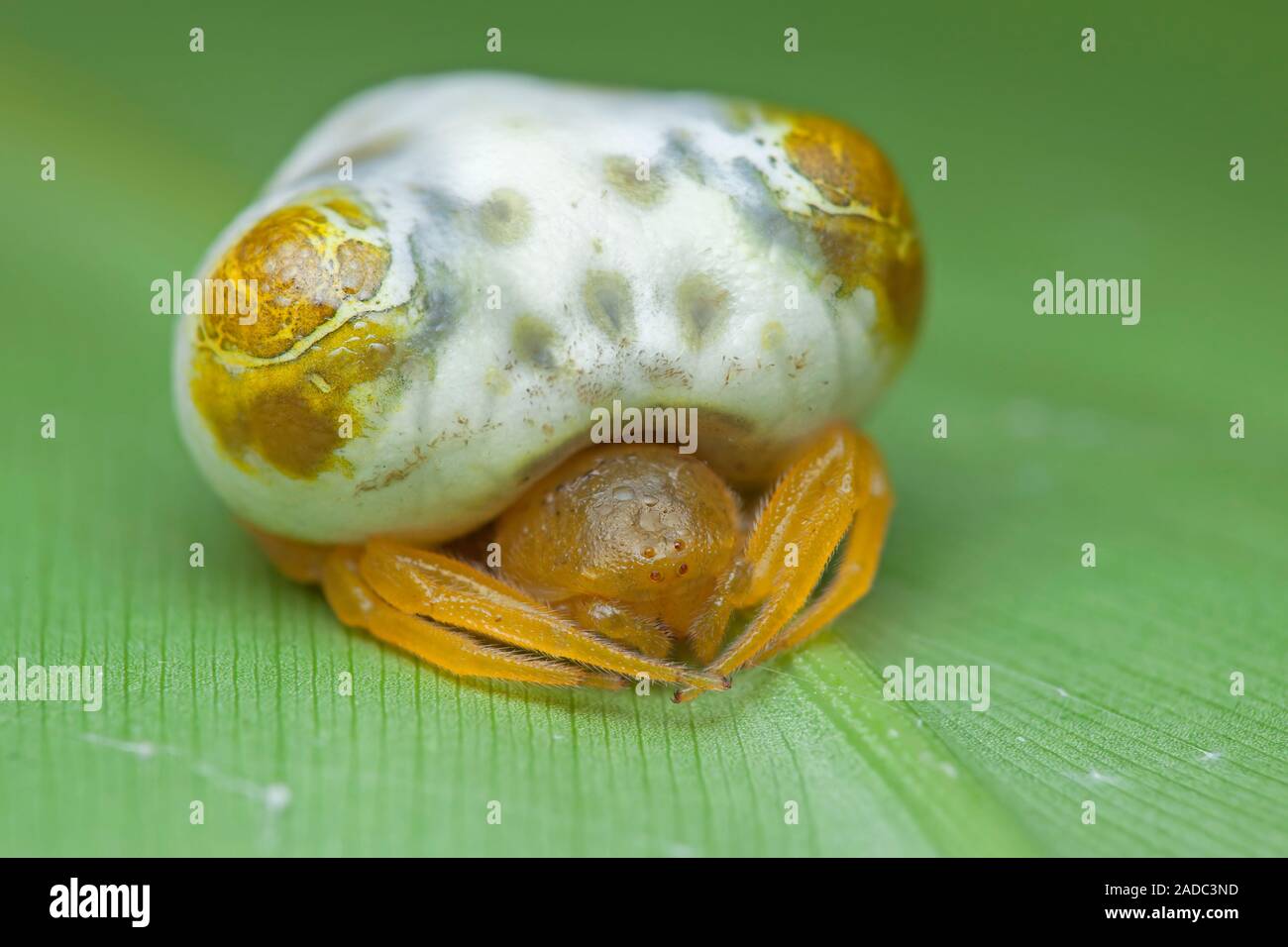 Bird dung spider (Cyrtarachne sp.) on a leaf. This is a species of orb ...