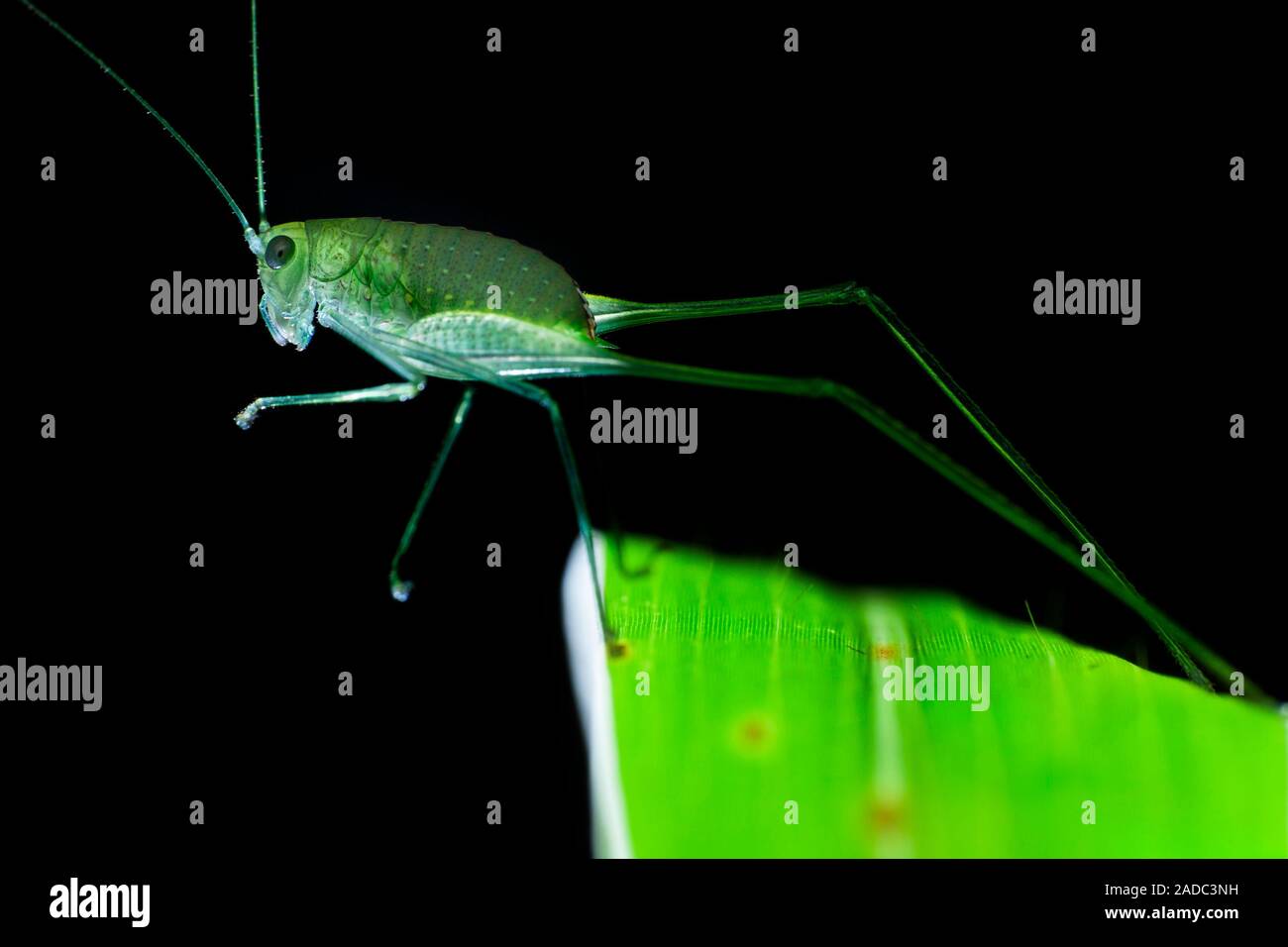 Katydid on leaf. Katydids (family Tettigoniidae), also known as bush ...