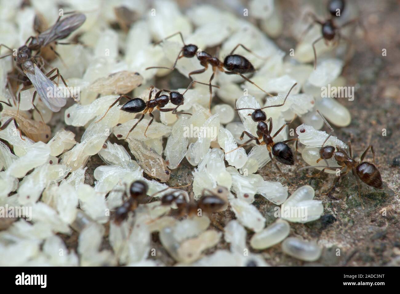 Ants and larvae. Colony of ants (family Formicidae) tending to larvae ...
