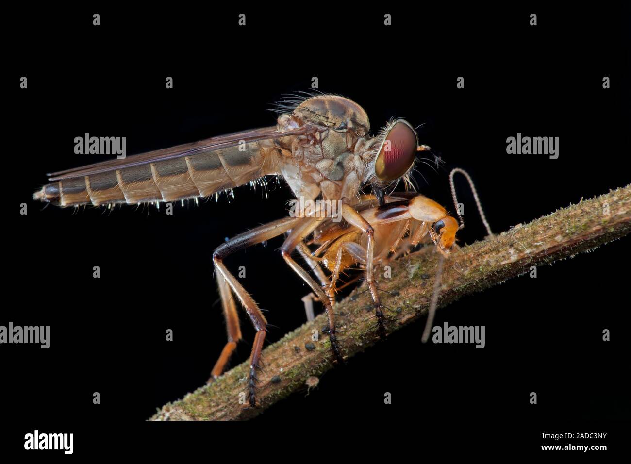 Robber fly (family Asilidae) preying on cockroach (order Blattodea ...