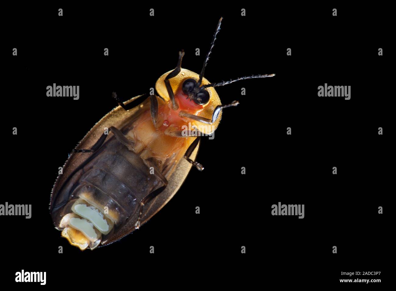 Firefly. Underside of a firefly (family Lampyridae), showing its head ...