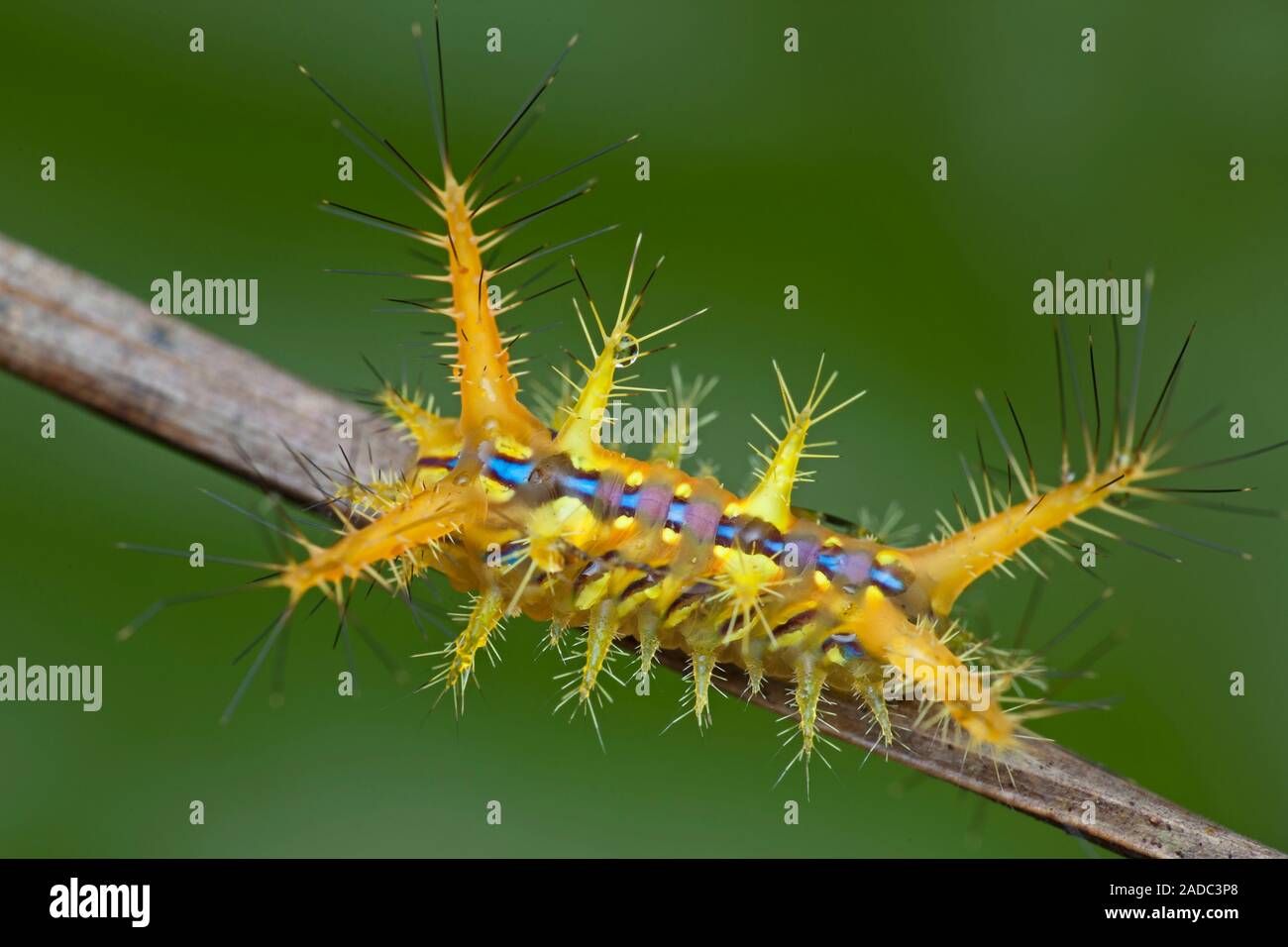 Moth caterpillar (family Limacodidae). Caterpillars are the larvae of ...