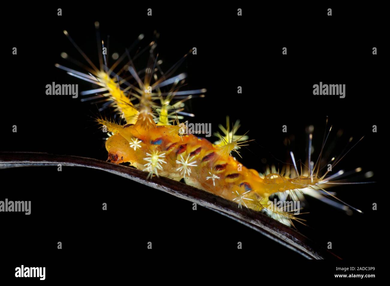 Moth caterpillar (family Limacodidae). Caterpillars are the larvae of ...