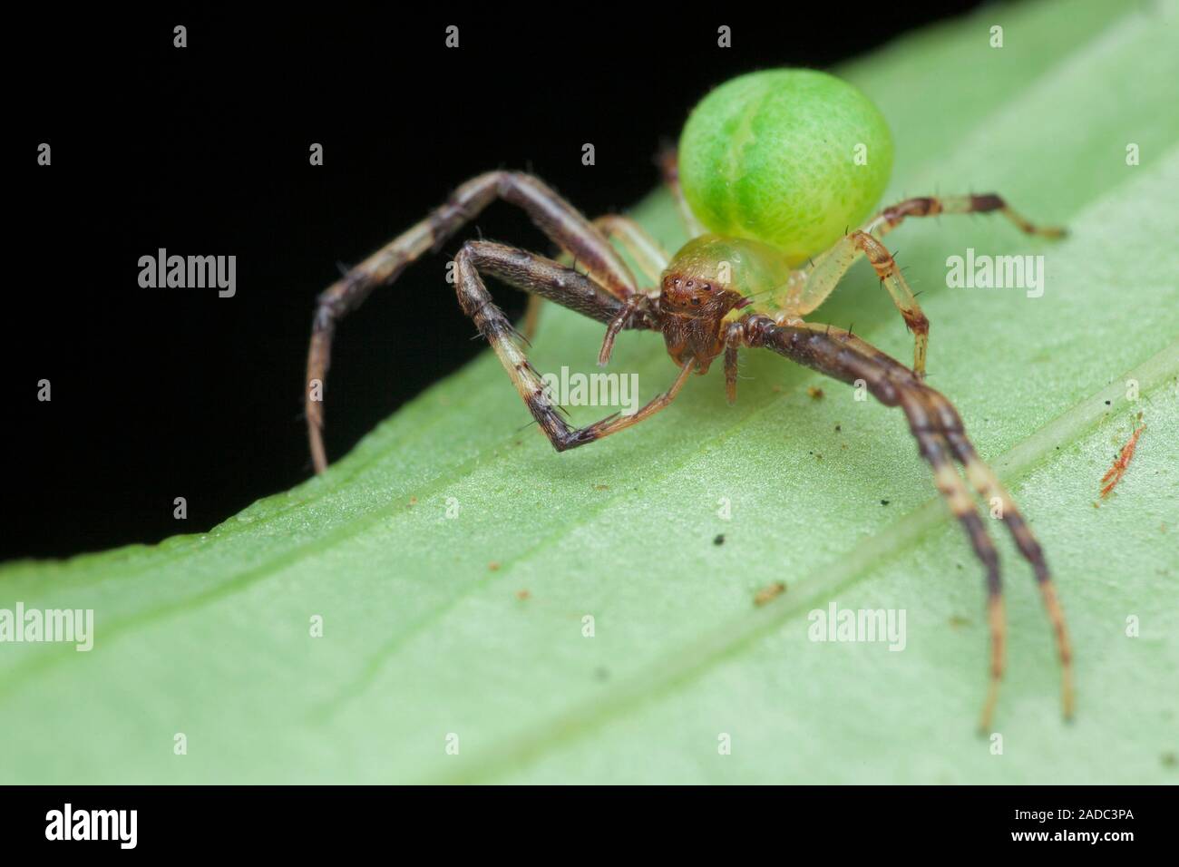 Crab spider on a leaf. Crab spiders (family Thomisidae) are ambush ...