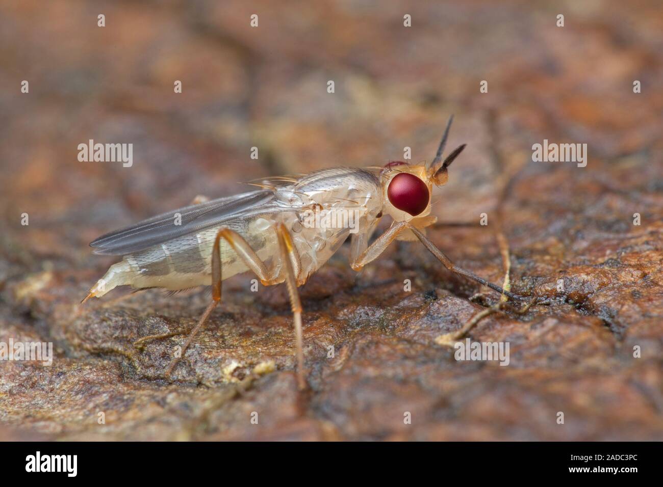 Freshly moulted fly. Fly (order Diptera) that has just shed its ...