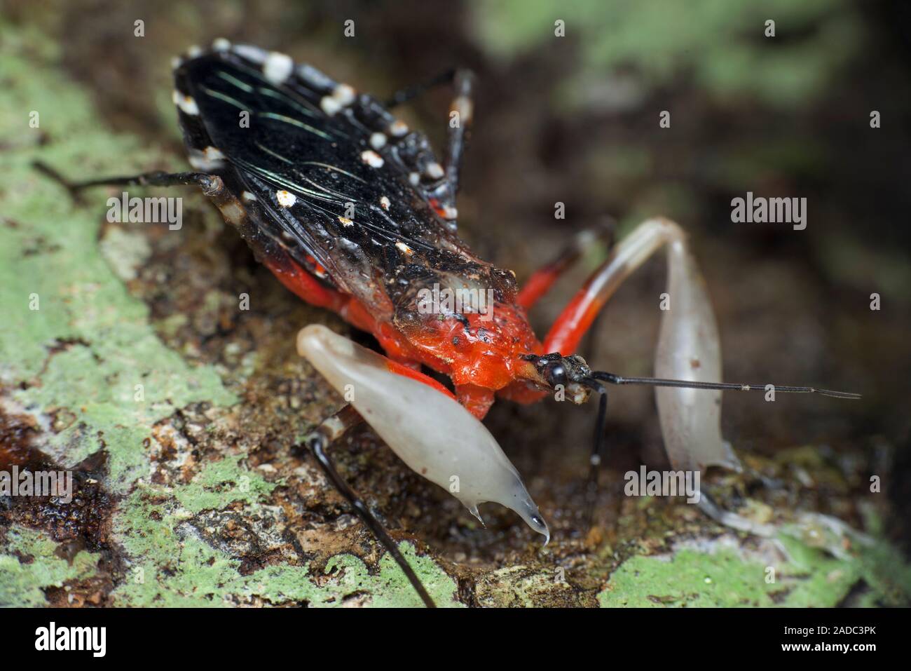 Tree resin assassin bug (Amulius sp.). Assassin bugs (family Reduviidae ...