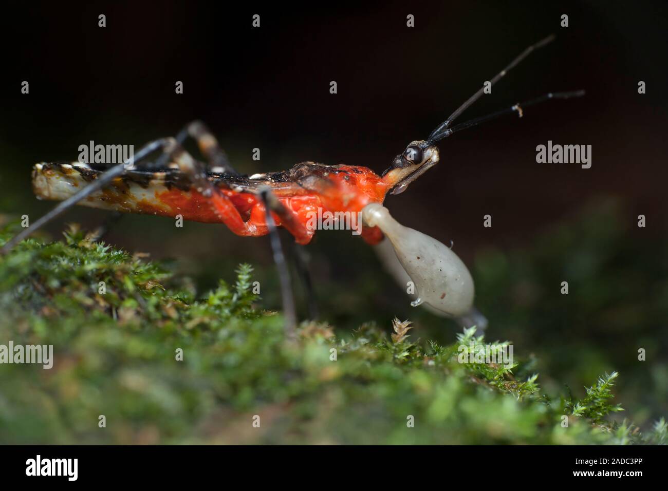 Tree resin assassin bug (Amulius sp.). Assassin bugs (family Reduviidae ...