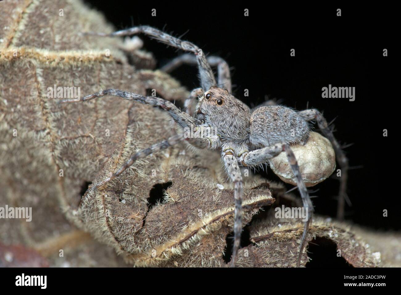 Wolf spider with egg sac. Wolf spider (family Lycosidae) carrying its ...